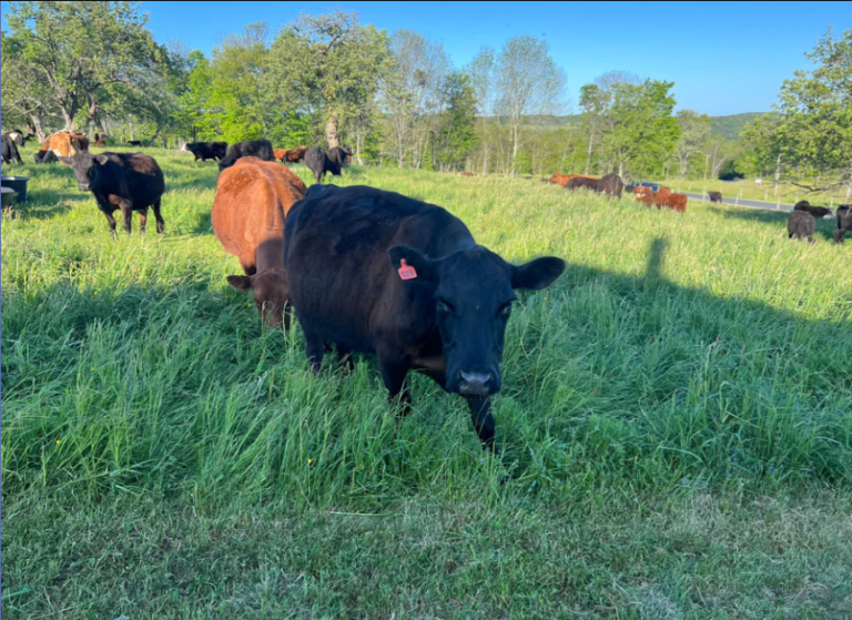 Freedom Farms, Greene NY Pasture Raised Meats - Field and Pasture