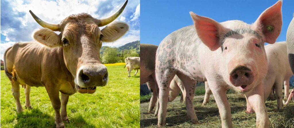 What is a Meat Share? How Does it Work?